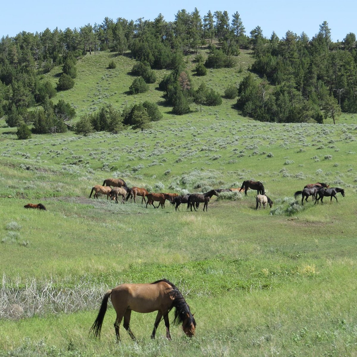 The Black Hills Wild Horse Sanctuary (Hot Springs): Ce qu'il faut savoir The Black Hills Wild Horse Sanctuary (Hot Springs): Ce qu'il faut savoir
