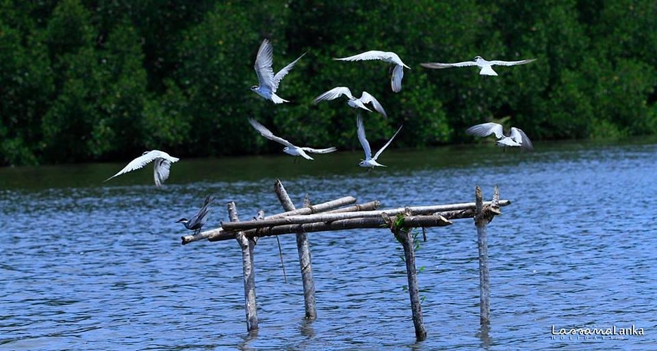 Lassana Lanka Holiday Bentota All You Need To Know Before You Go