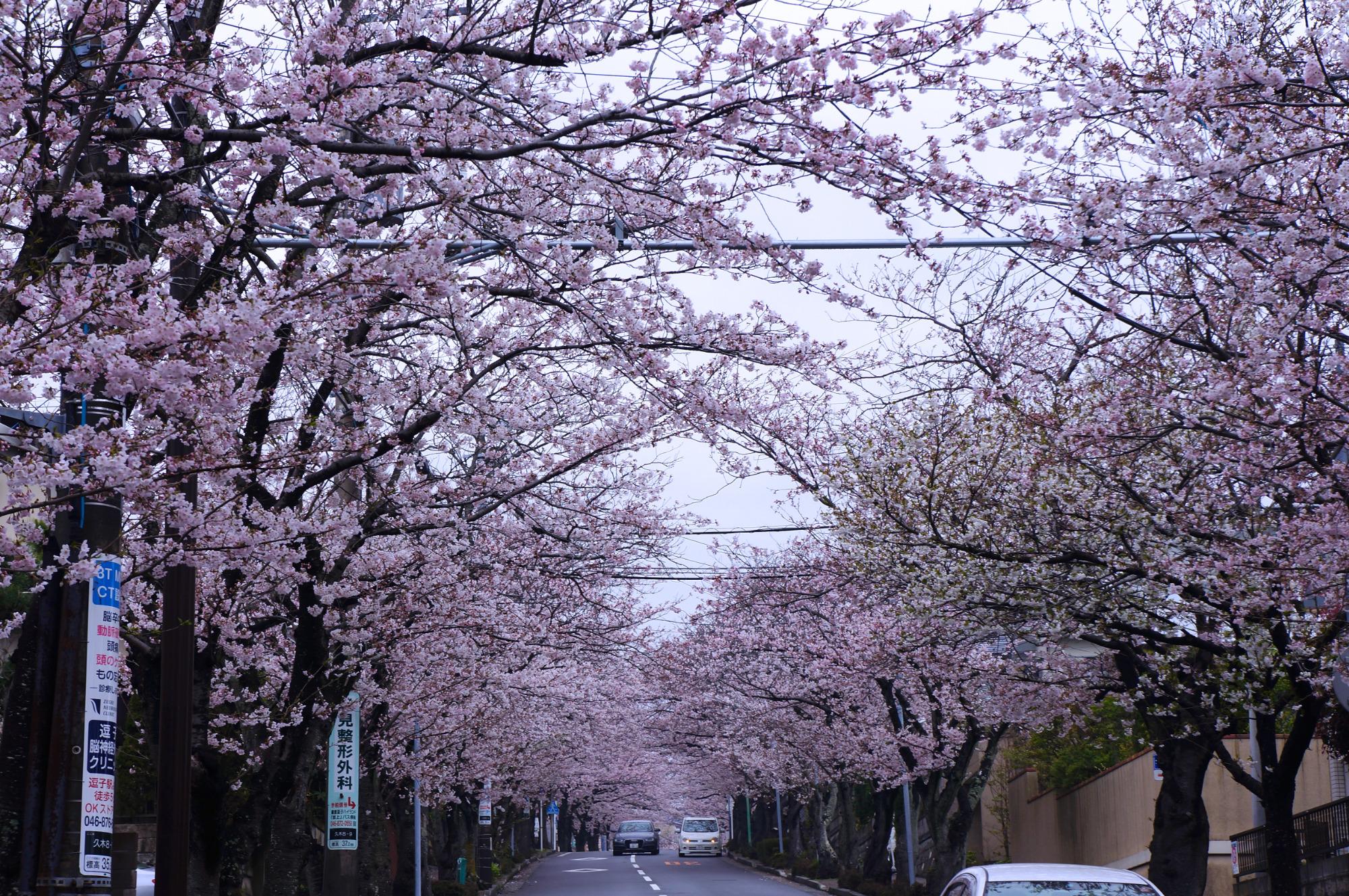Kamakura Zushi Highland Cherry Blossom Trees (2025) - All Kamakura Zushi Highland Cherry Blossom Trees (2025) - All