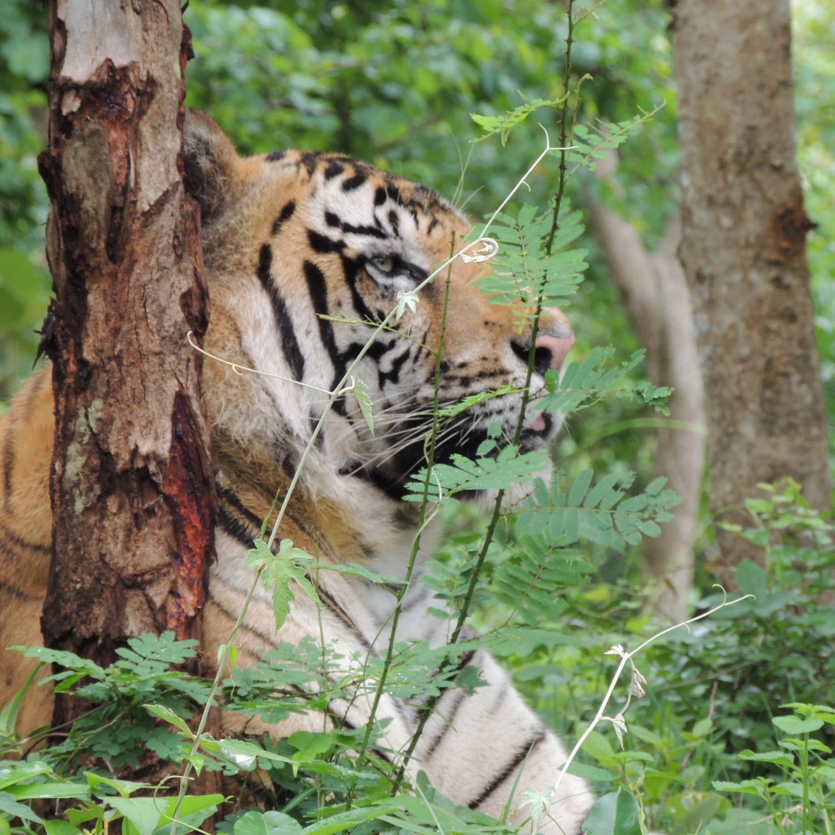 Tiger And Lion Safari Shimoga 2021 Alles Wat U Moet Weten Voordat Je