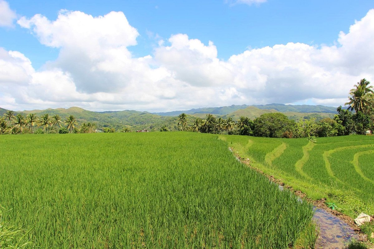 Cambuyo Rice Terraces 2025 All You Need To Know Before You Go With Reviews