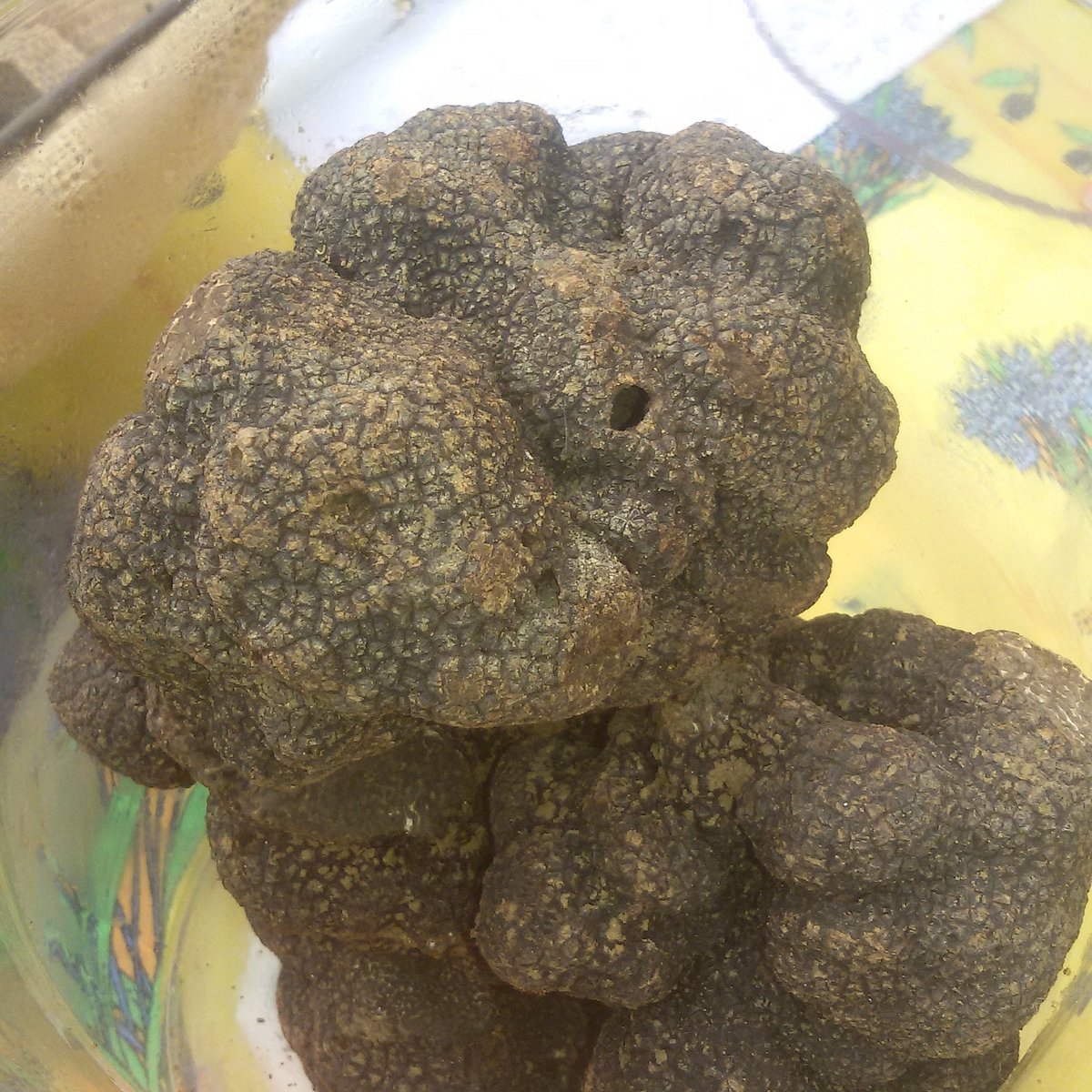 MAISON DE LA TRUFFE ET DU VIN DU LUBERON: Tutto quello che c'è da sapere MAISON DE LA TRUFFE ET DU VIN DU LUBERON: Tutto quello che c'è da sapere