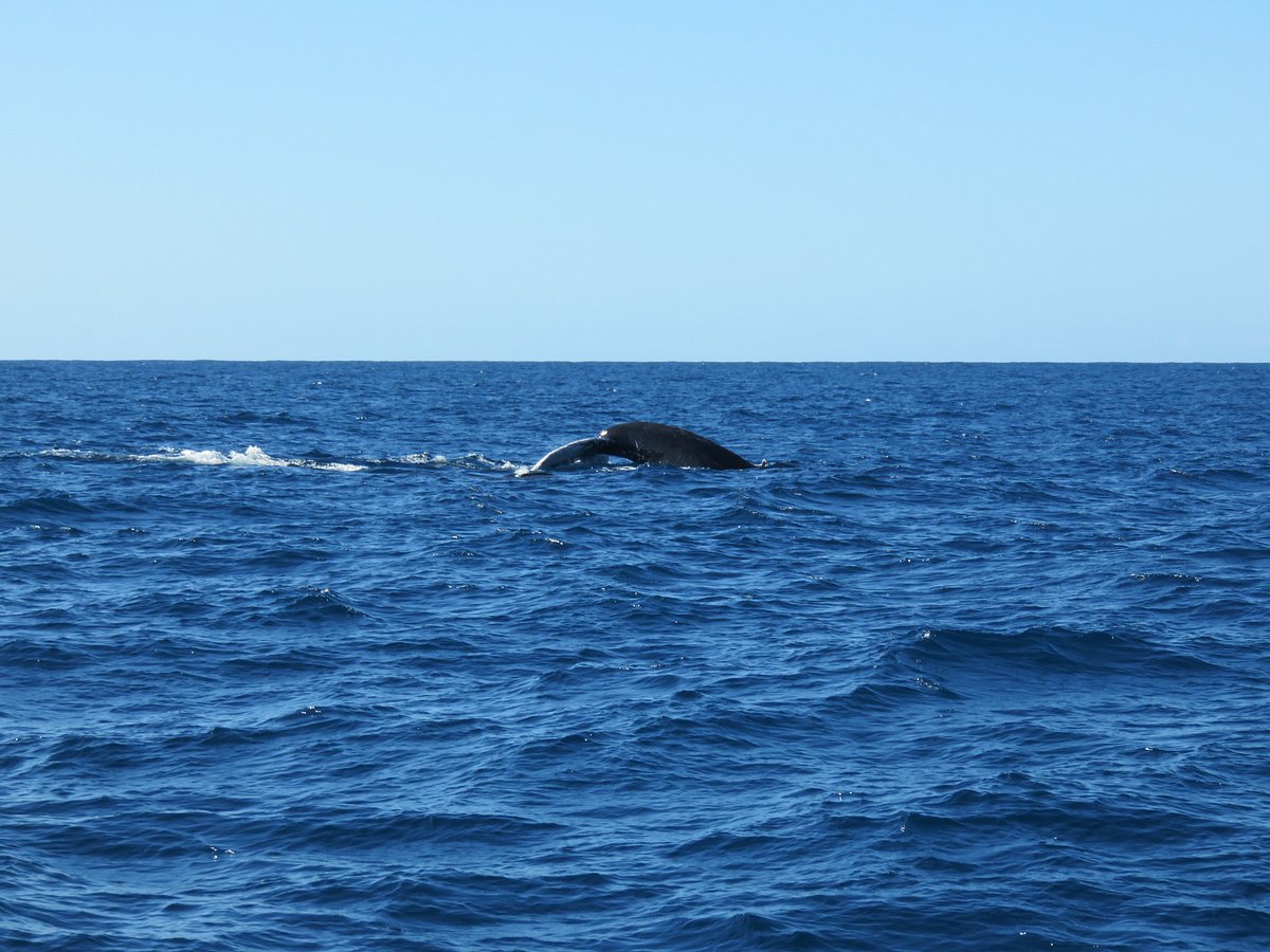 Whale One Mooloolaba 2023 Alles Wat U Moet Weten Voordat Je Gaat