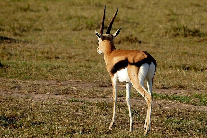 2024 3 Days Maasai Mara Wildebeest Migration Safari