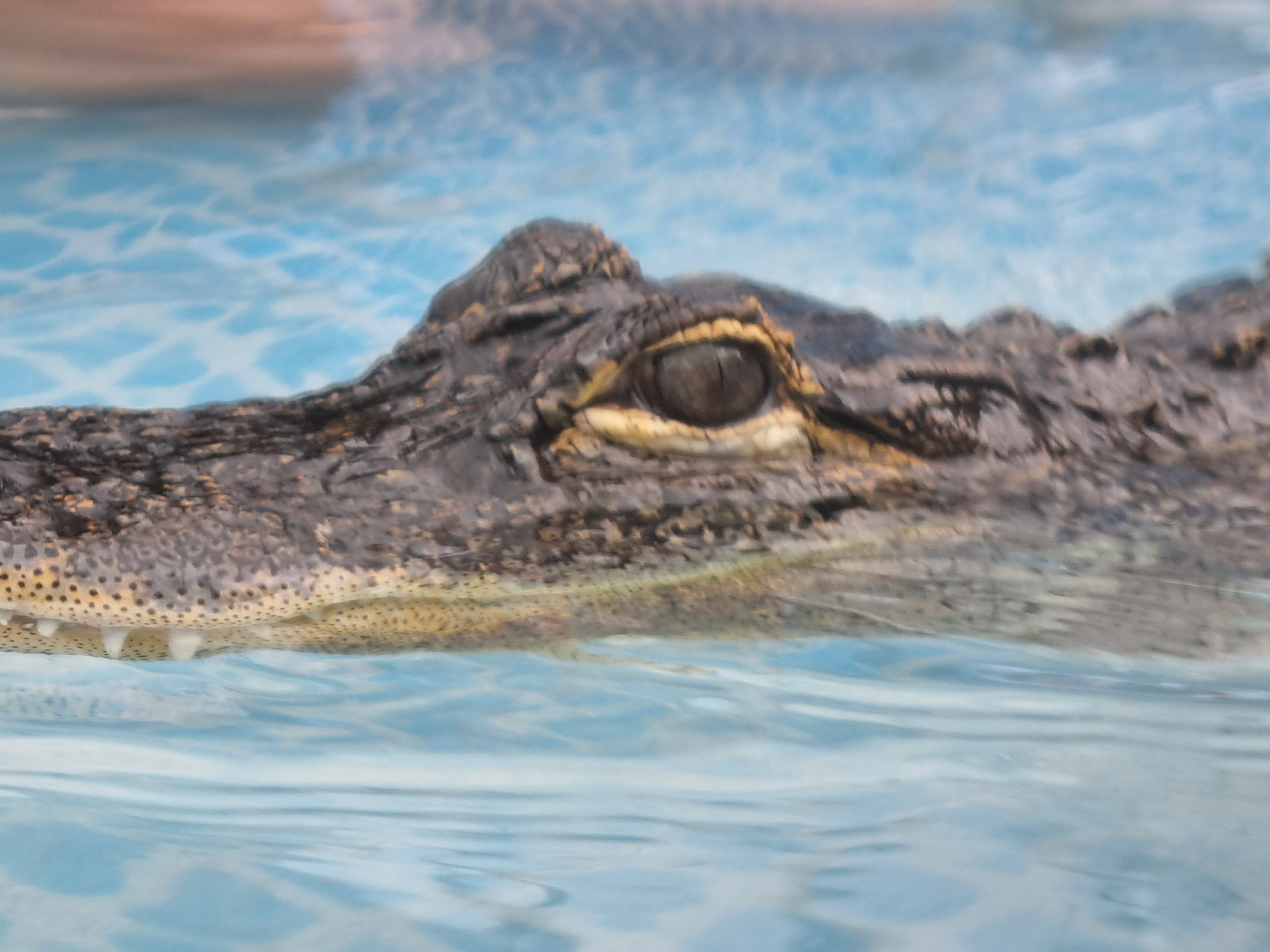 CROCS R US 2025 All You Need to Know BEFORE You Go with Reviews