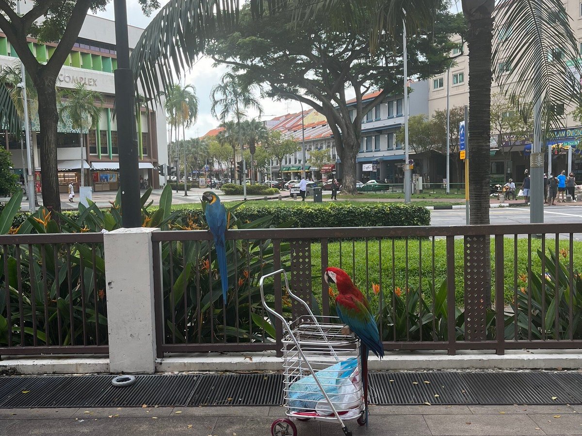 Vegthiscity Singapore All You Need To Know Before You Go