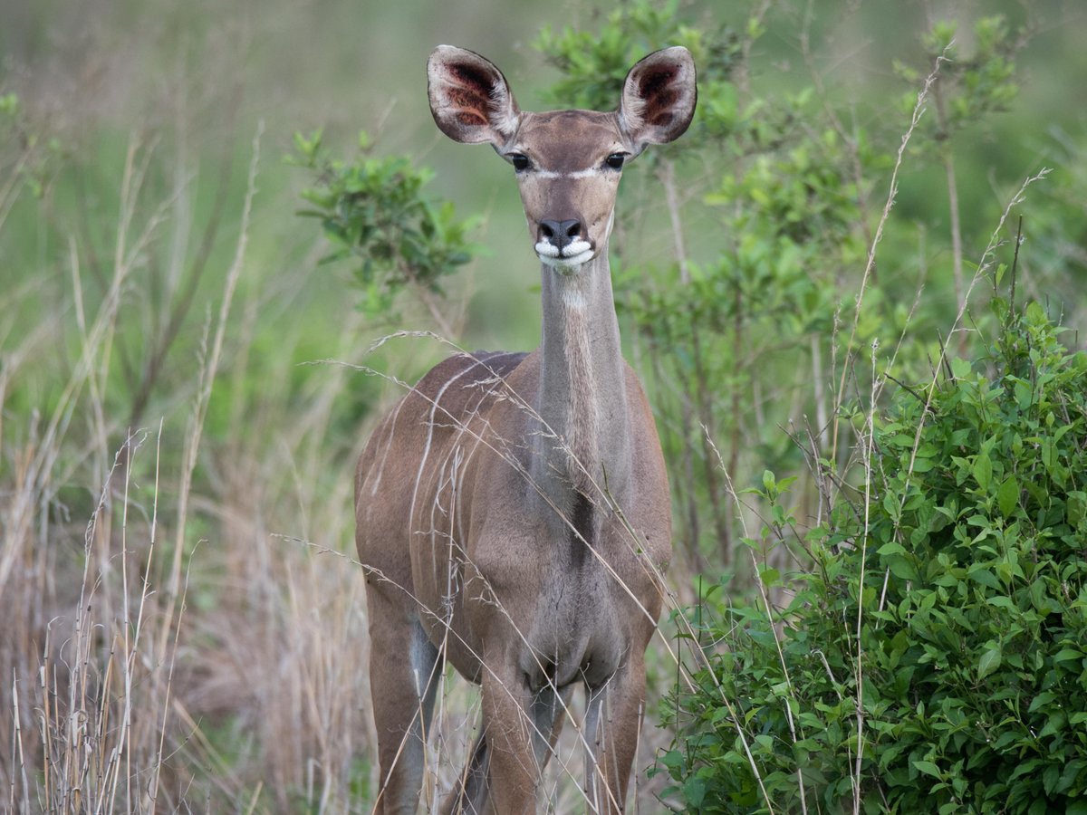 Nungunungu Mbeya All You Need To Know Before You Go