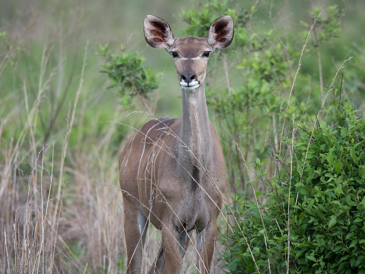 Nungunungu Mbeya All You Need To Know Before You Go