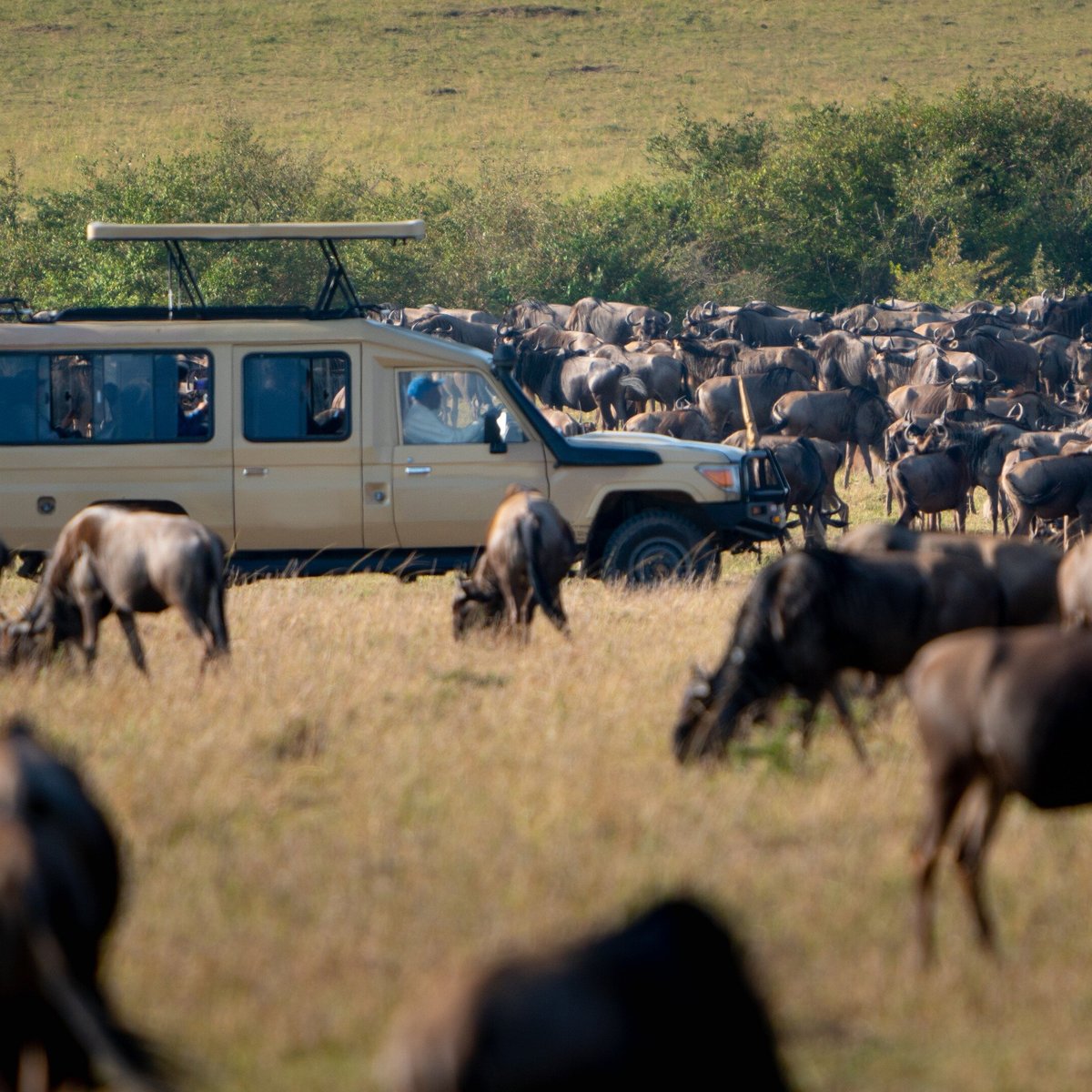 Kilipath African Safaris All You Must Know Before You Go 2024