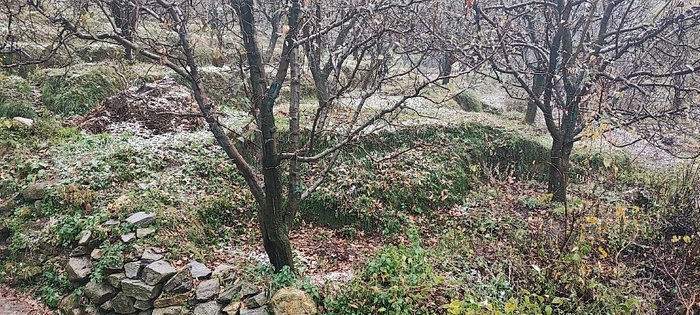Goroomgo Tara Cottage Manali Hotel Reviews Prini India