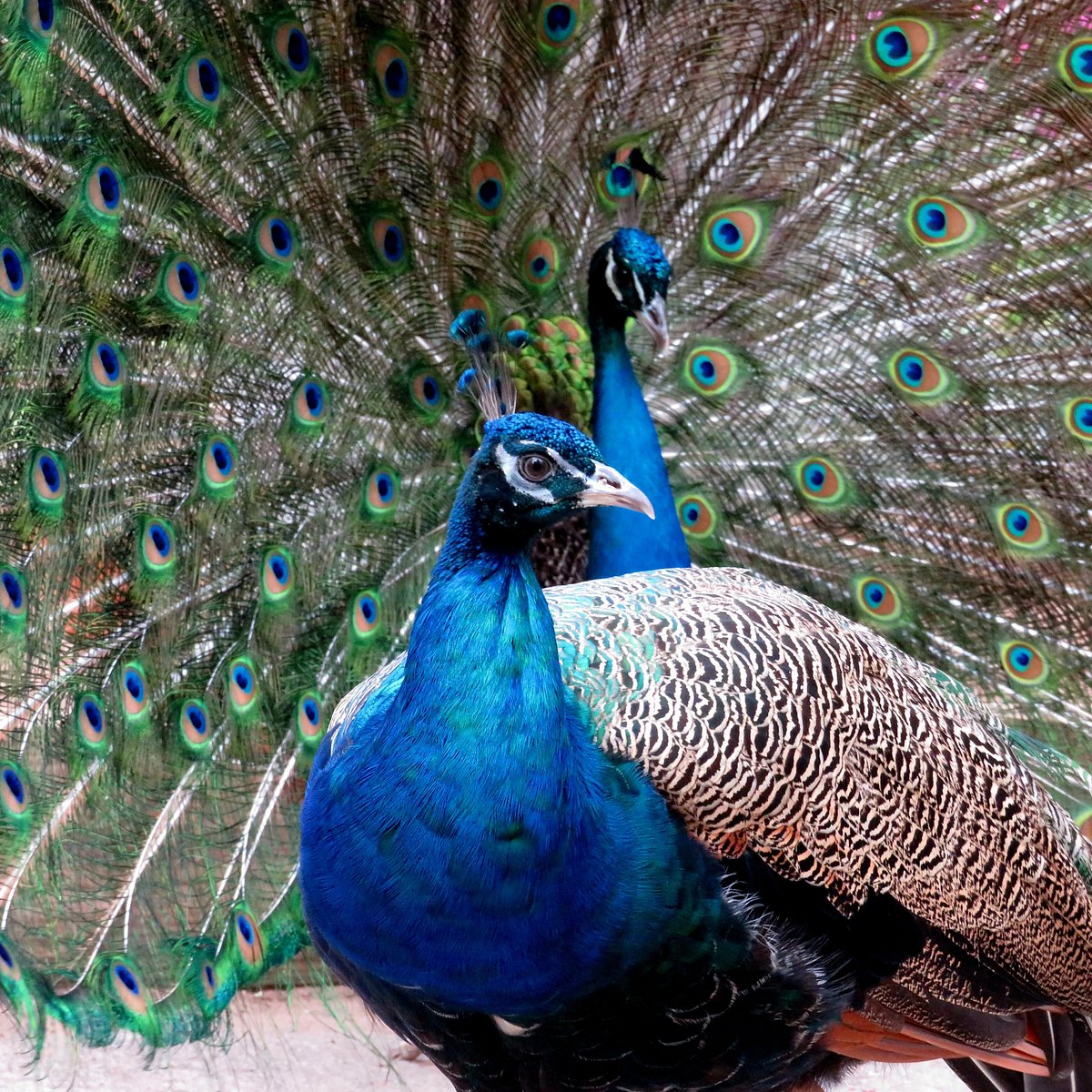 Peacocks In Pittencrieff Park Dunfermline Scotland Hours Address
