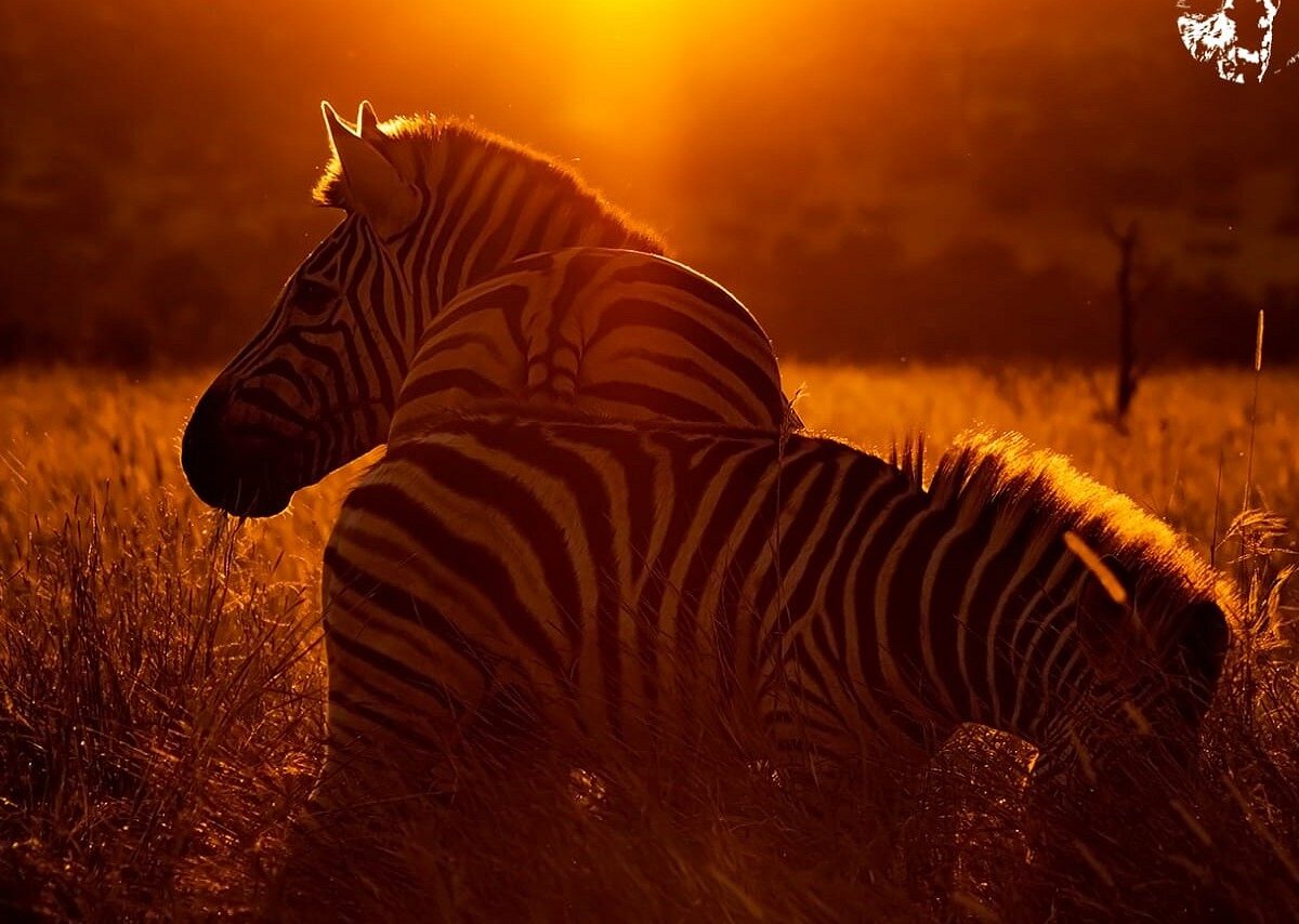 2025年 Wild African Experiences 出発前に知っておくべきことすべて トリップアドバイザー